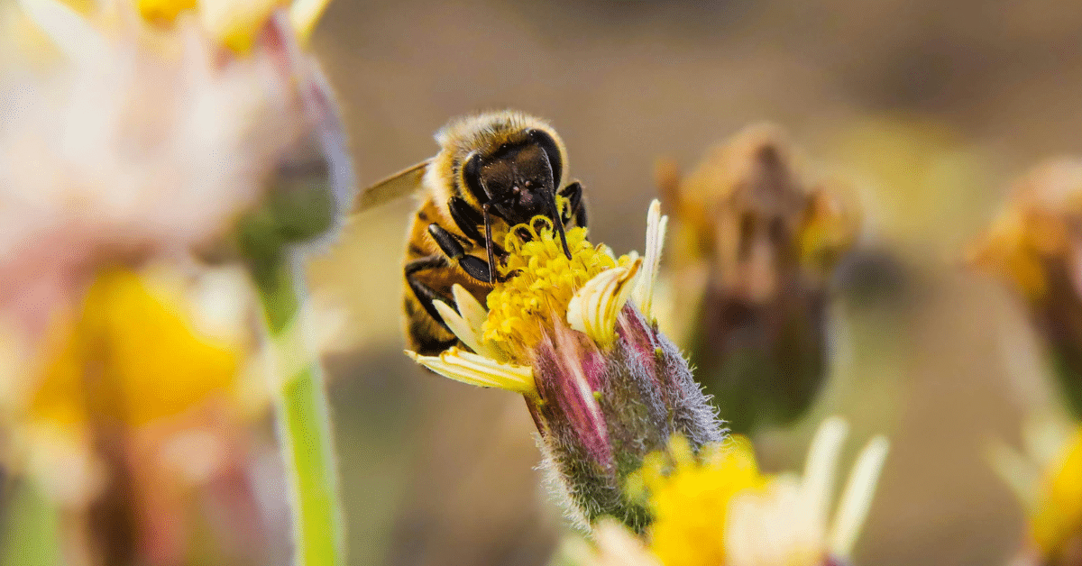 How to Create a Pollinator Garden Using Native Plants