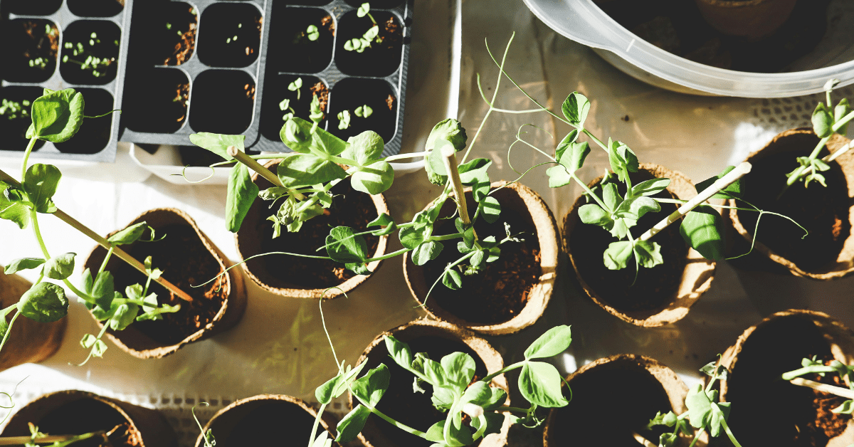 Spring Garden Prep: When to Start in Pennsylvania