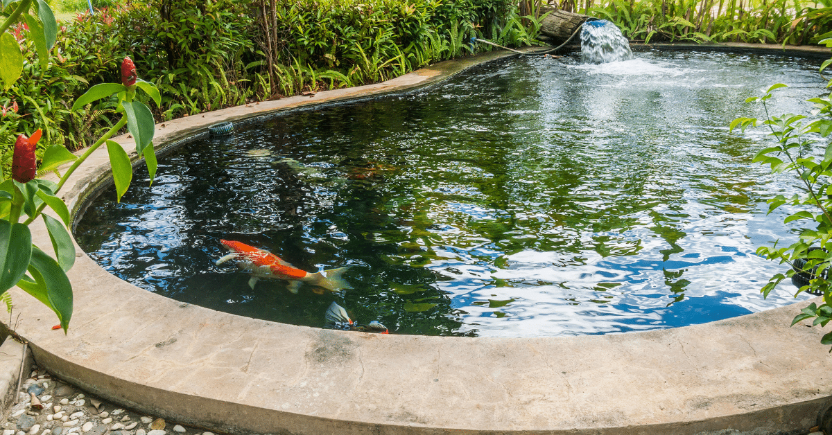 Summer Pond Care: Your Guide to a Healthy Water Feature