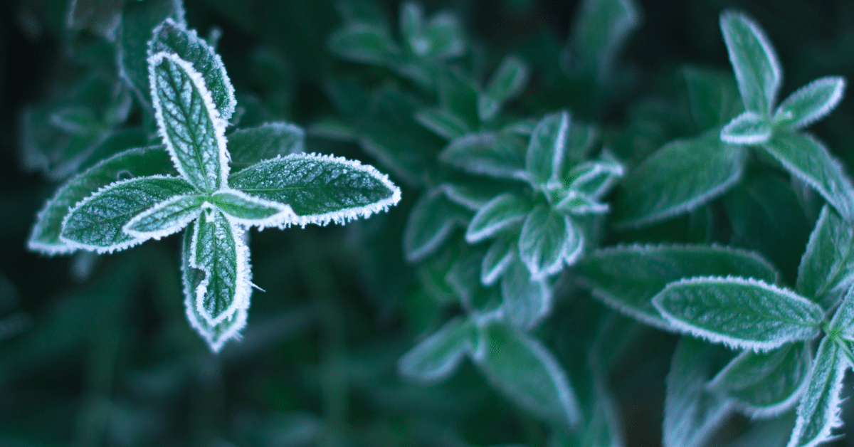 How to Protect Plants from an Early Frost: A Complete Guide - Riverview ...